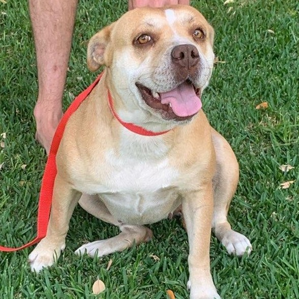 Adopt DeDe from Swan Valley WA | Adopt-A-Dog
