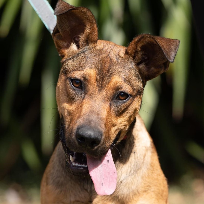 Adopt *Koah* from Whittlesea VIC | Adopt-A-Dog