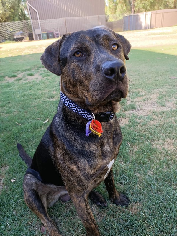 Adopt Zeus from Perth WA | Adopt-A-Dog