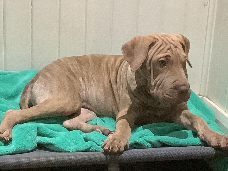 Adopt Jessie from MAREEBA QLD | Adopt-A-Dog