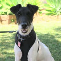 Adopt Lulu from Coogee NSW | Adopt-A-Dog