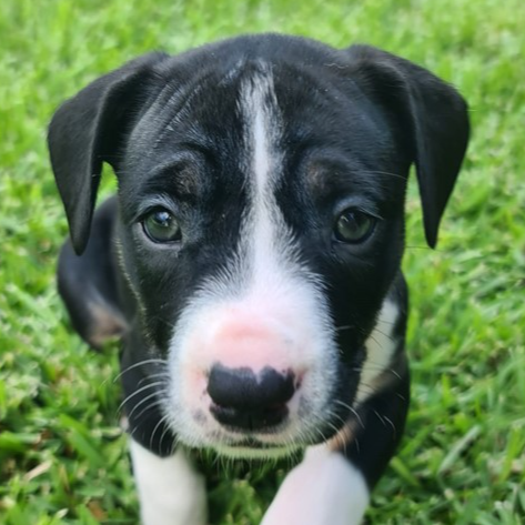 Adopt Kaya from Brisbane QLD | Adopt-A-Dog