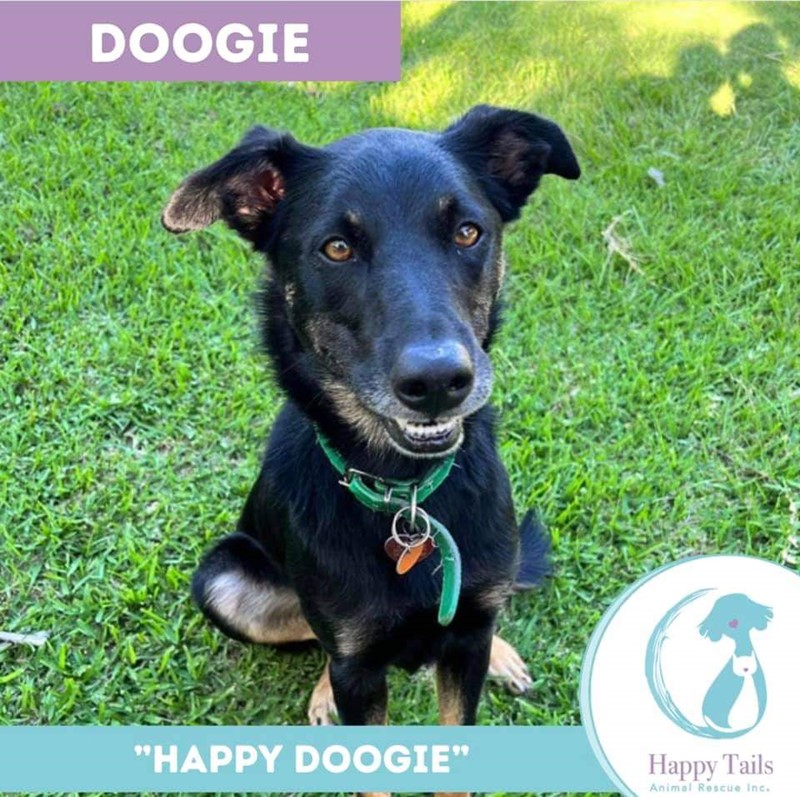 Adopt Doogie from Brisbane QLD | Adopt-A-Dog