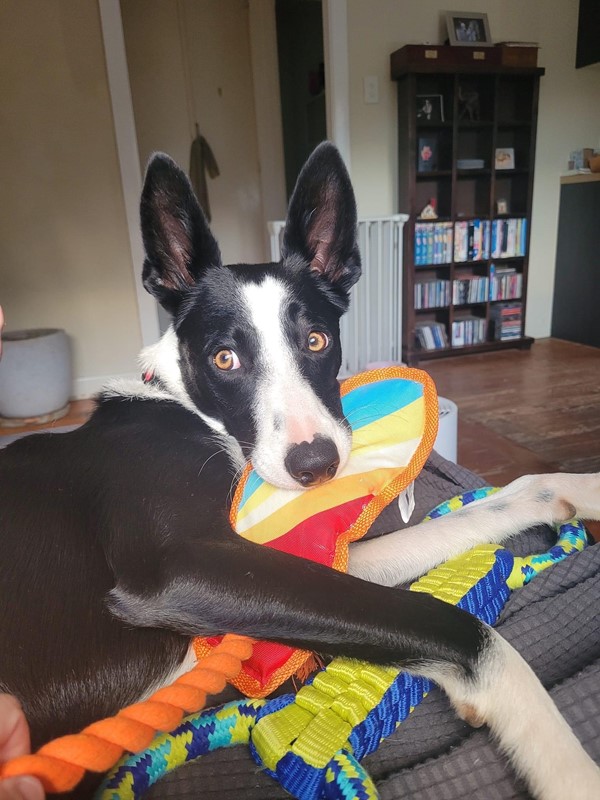 Adopt Zoey from Brisbane QLD | Adopt-A-Dog