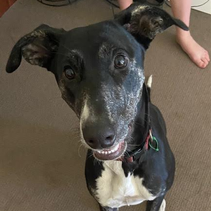 Adopt Winnie from Perth WA | Adopt-A-Dog