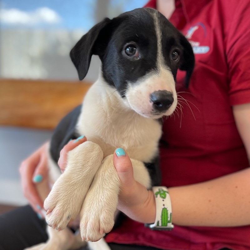 Adopt Porter from Warwick QLD | Adopt-A-Dog
