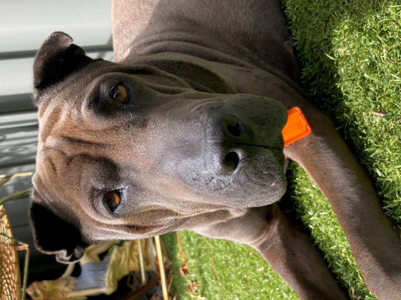 Adopt Bella from Perth WA | Adopt-A-Dog