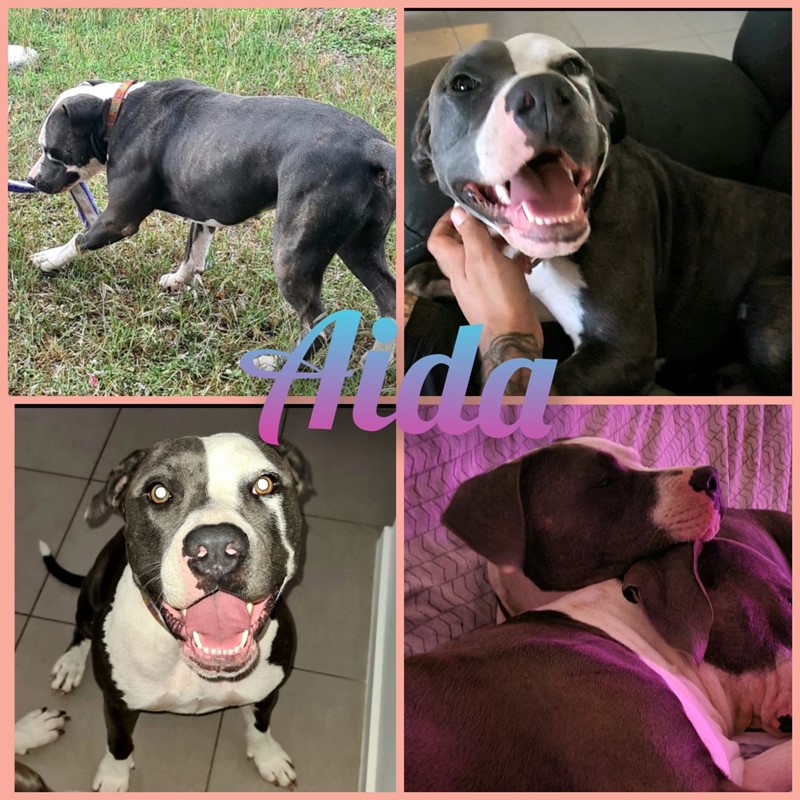 Adopt Aida from Calliope QLD | Adopt-A-Dog