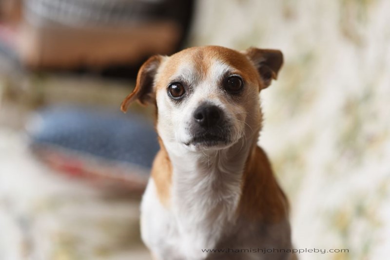 Adopt Max Trevaskis from North Fitzroy VIC | Adopt-A-Dog