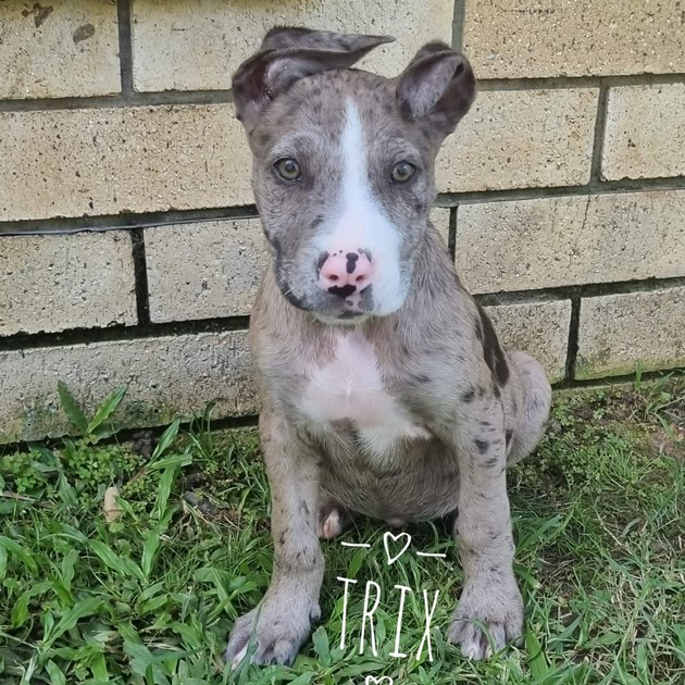Adopt Trix from Brisbane QLD | Adopt-A-Dog