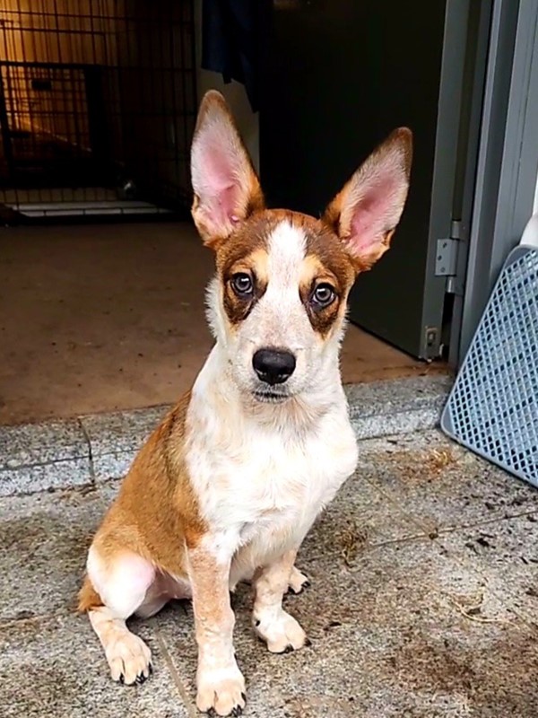 Adopt Aria from Waterloo NSW | Adopt-A-Dog