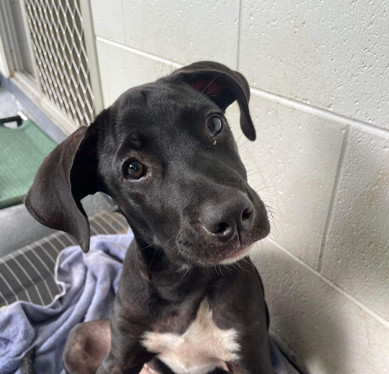 Adopt Poppins from Cairns QLD | Adopt-A-Dog