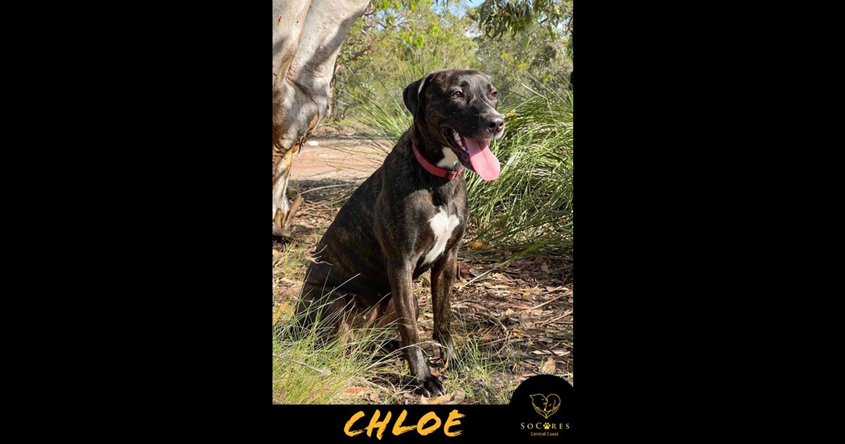 Adopt Chloe from Erina NSW | Adopt-A-Dog