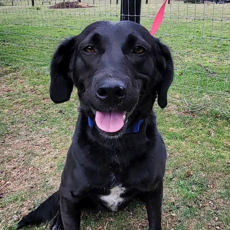 Adopt Willow from Ballarat VIC | Adopt-A-Dog