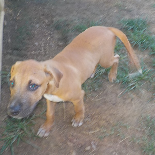 Adopt Kaso from MAREEBA QLD | Adopt-A-Dog