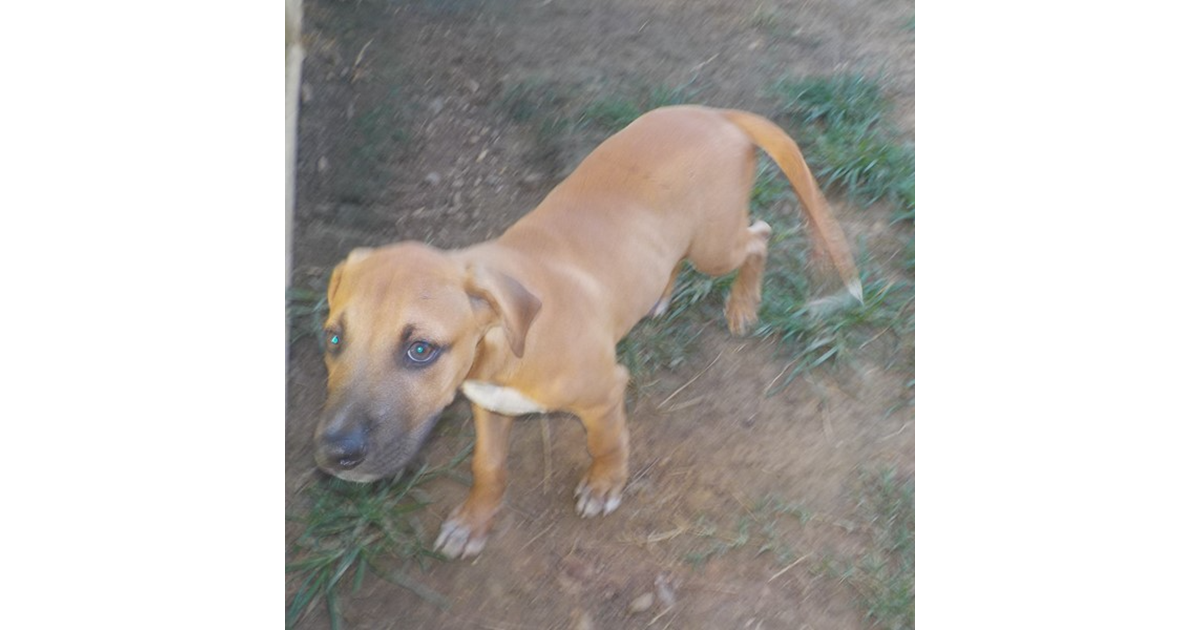 Adopt Kaso from MAREEBA QLD | Adopt-A-Dog