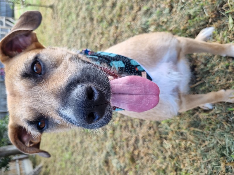 Adopt Betty Boop from Rosebud West VIC | Adopt-A-Dog