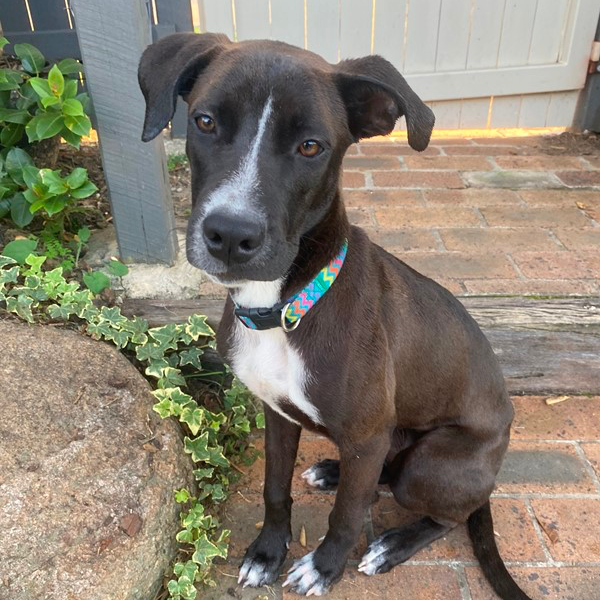 Adopt Jinx from The Gap QLD | Adopt-A-Dog