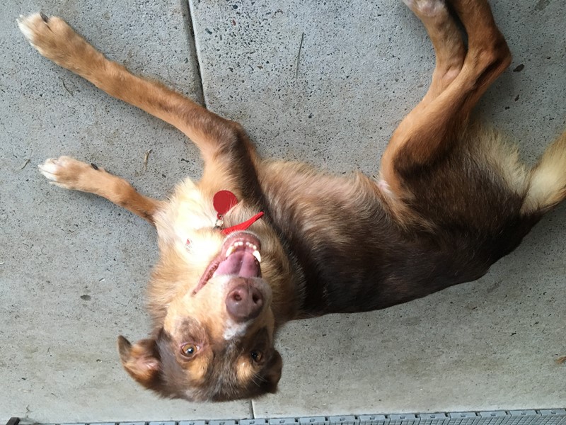 Adopt Kato from Rosewood QLD | Adopt-A-Dog