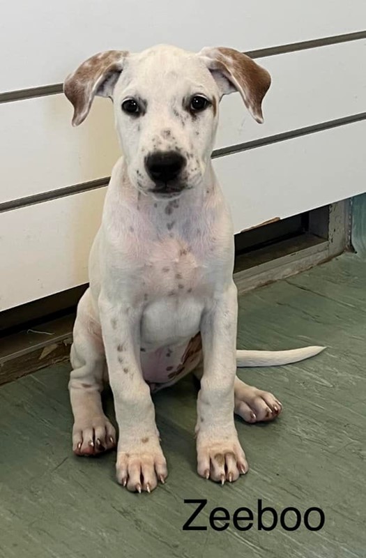 Adopt Zeeboo from Townsville QLD | Adopt-A-Dog