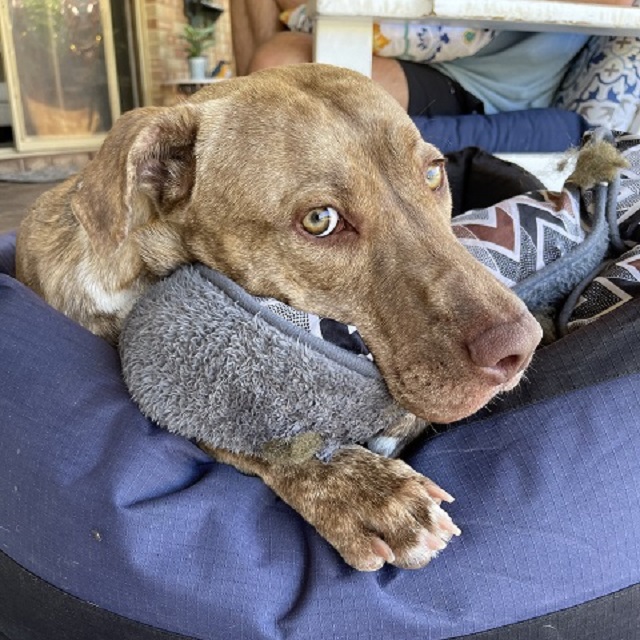 Adopt Frank from Perth WA | Adopt-A-Dog