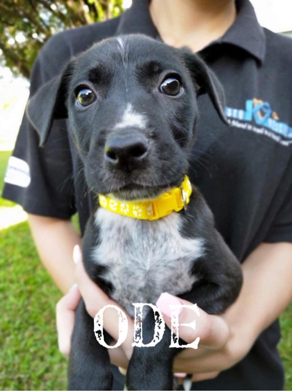 Adopt Ode from Brisbane QLD | Adopt-A-Dog