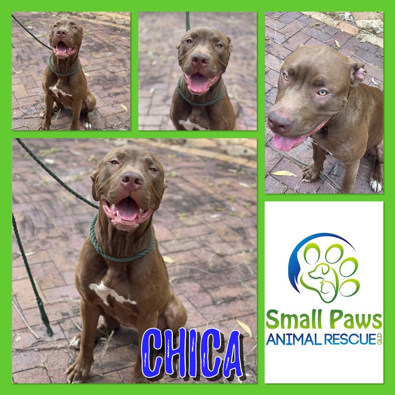 Adopt Chika from Kurwongbah QLD | Adopt-A-Dog