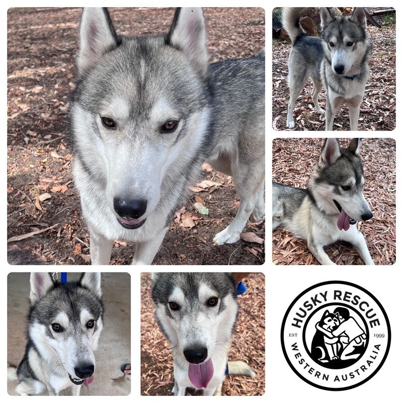 Adopt Coco from Perth WA | Adopt-A-Dog