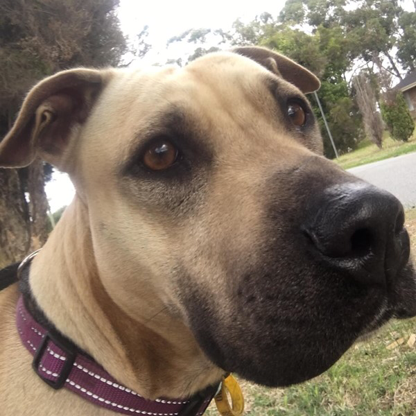 Adopt Sky from Perth WA | Adopt-A-Dog