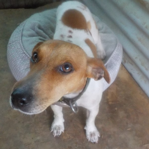 Adopt Rex from MAREEBA QLD | Adopt-A-Dog