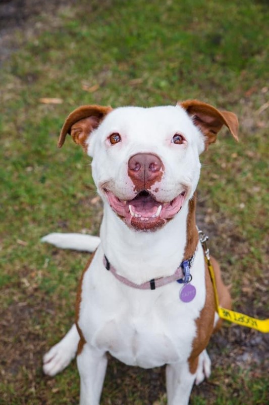 Adopt Taffy from Perth WA | Adopt-A-Dog