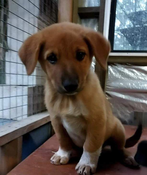 Adopt Calvin from Petrie QLD | Adopt-A-Dog
