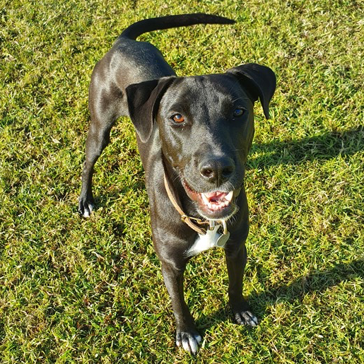 Adopt Stu from Hastings Point NSW | Adopt-A-Dog