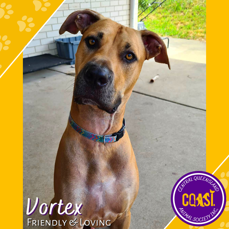 Adopt Vortex from Chambers Flat QLD | Adopt-A-Dog