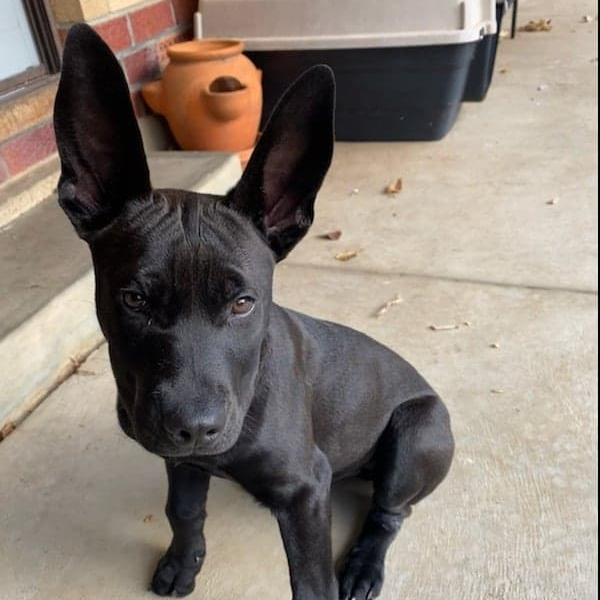 Adopt Perry from Adelaide SA | Adopt-A-Dog