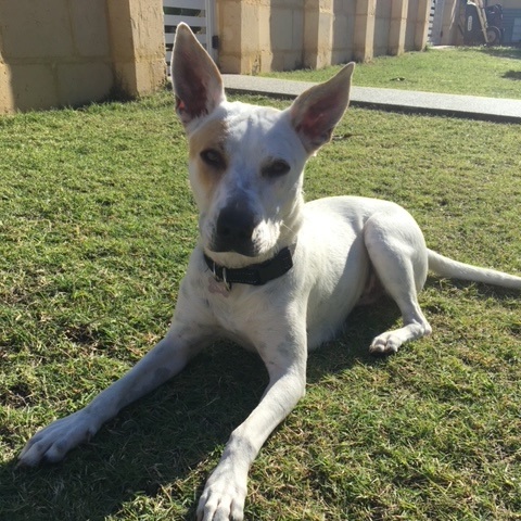 Adopt Honey from Perth WA | Adopt-A-Dog