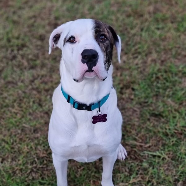 Adopt Reuben from 27 Talbot Road, Southern River WA | Adopt-A-Dog
