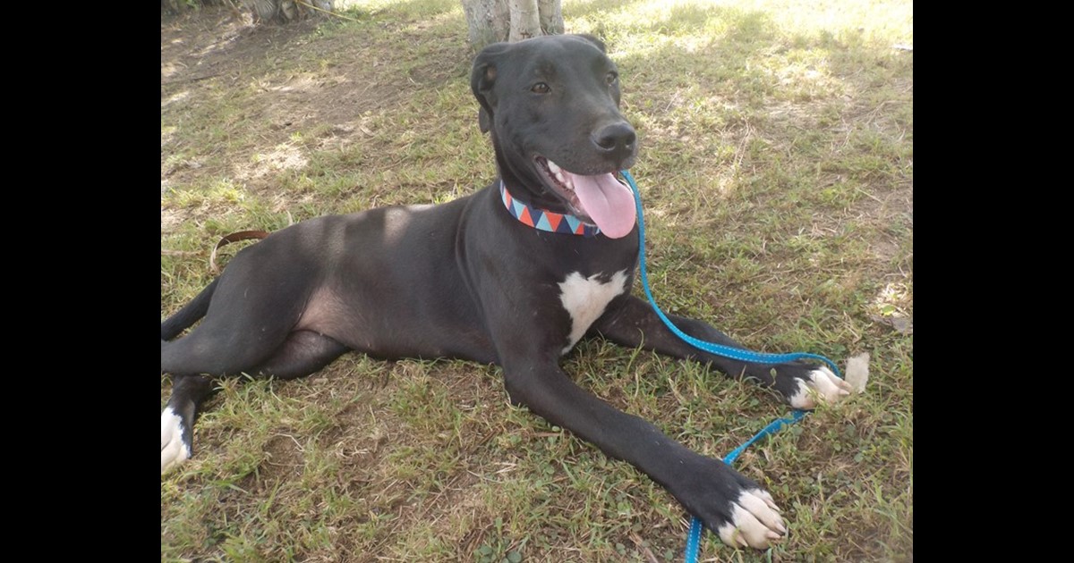 Adopt Suki from MAREEBA QLD | Adopt-A-Dog