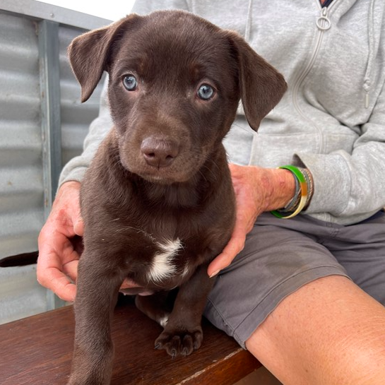 Adopt Ruby from Warwick QLD | Adopt-A-Dog