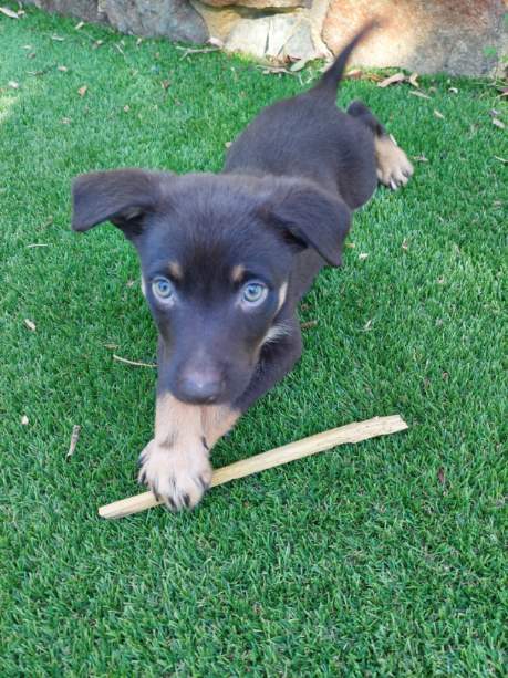 Adopt Anney from Swan View WA | Adopt-A-Dog