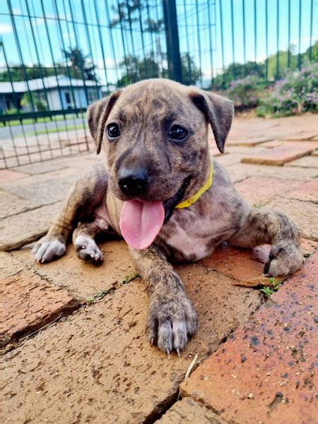 Adopt T'Challa from Cairns QLD | Adopt-A-Dog