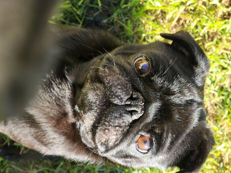 Adopt Boyo from Blue Haven NSW | Adopt-A-Dog