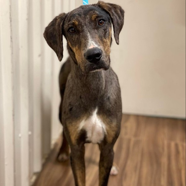 Adopt Betty from Wondai QLD | Adopt-A-Dog