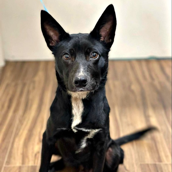 Adopt Ragnar from Wondai QLD | Adopt-A-Dog