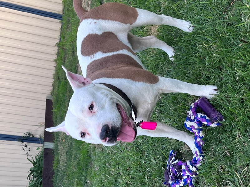 Adopt Bella from Perth WA | Adopt-A-Dog