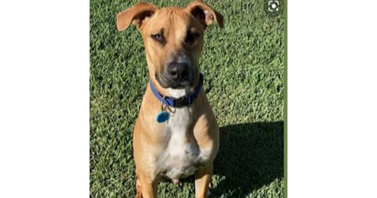 Adopt Arthur from Launceston TAS | Adopt-A-Dog