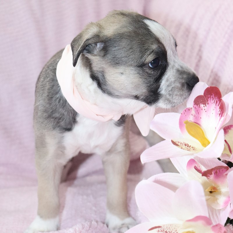 Adopt Stitch from Perth WA | Adopt-A-Dog