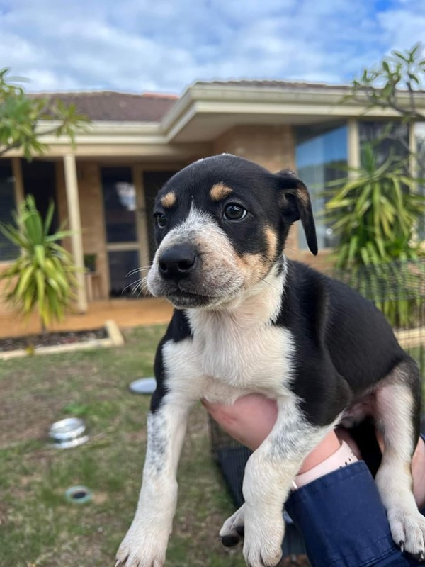Adopt Puppy Nero from Perth WA | Adopt-A-Dog