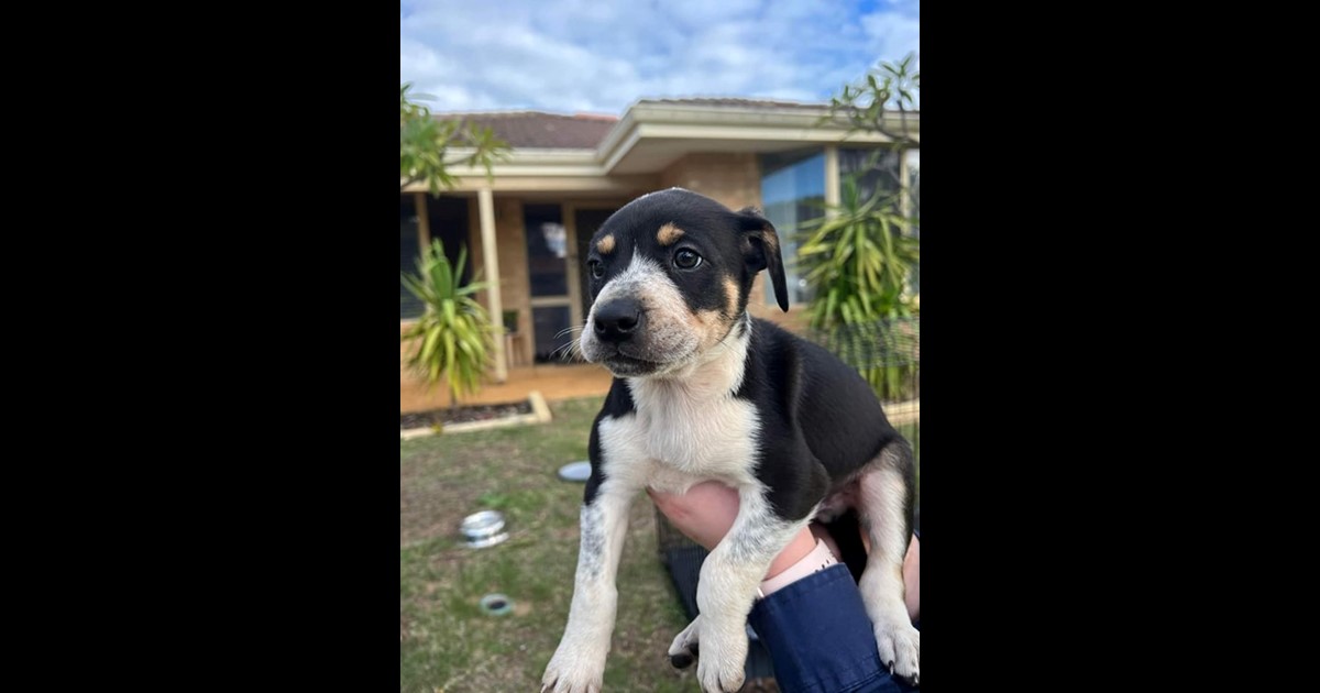 Adopt Puppy Nero from Perth WA | Adopt-A-Dog