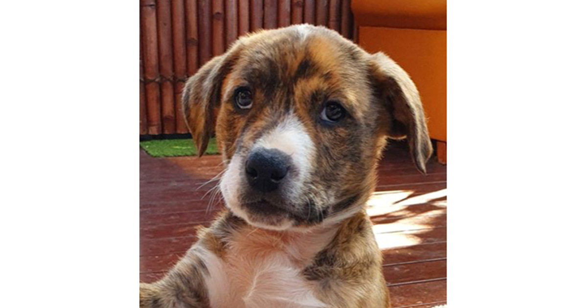 Adopt Puppy Spirit from Perth WA | Adopt-A-Dog